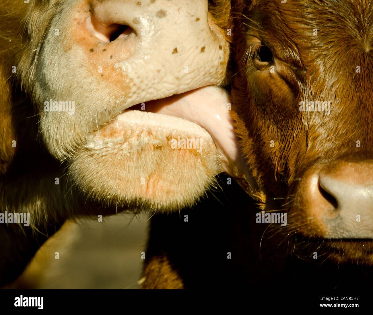Mother cow licking newborn calf hi-res stock photography and images - Alamy