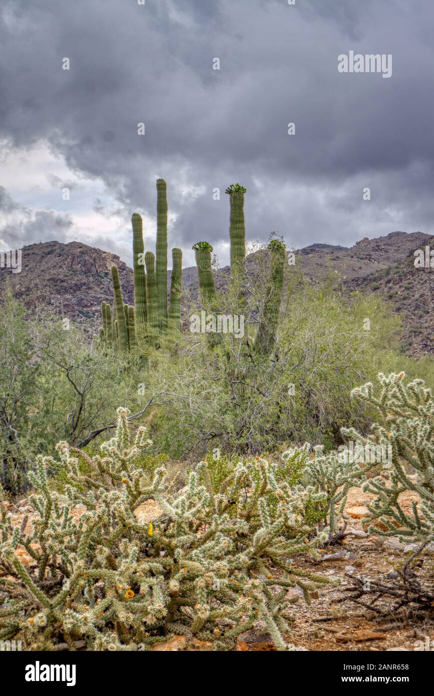 Saguaro and prickly pear cactus blooming along with mesquite and palos ...