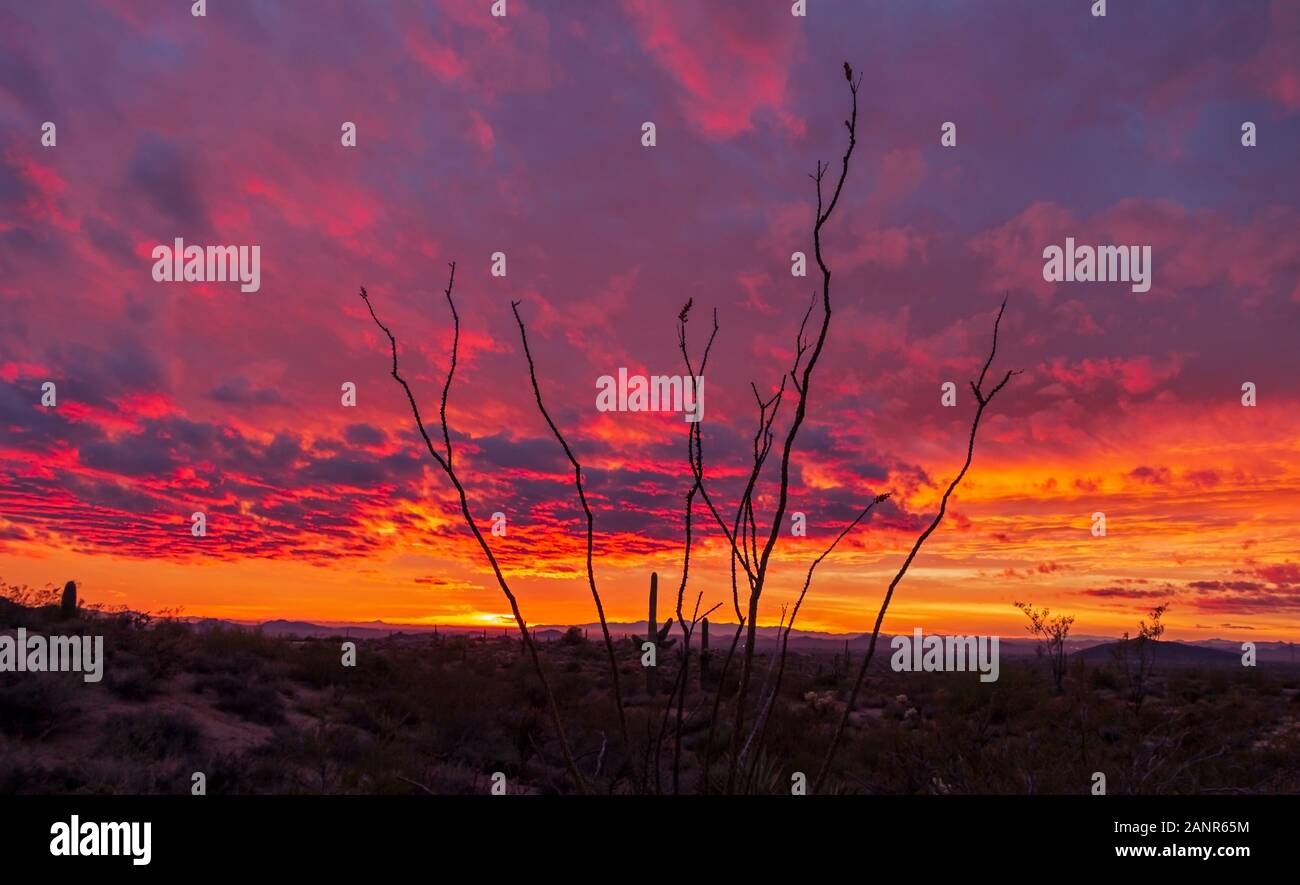 Epic and colorful Arizona Desert Sunset Landscape with cacti plants ...