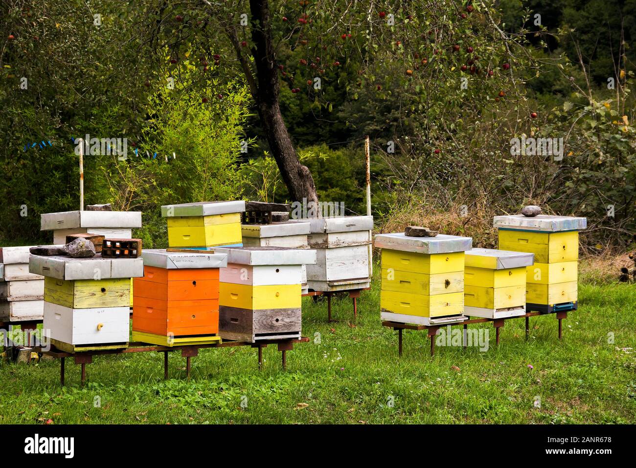 Small apiary with colorful hives in Serbian Orthodox monastery ...