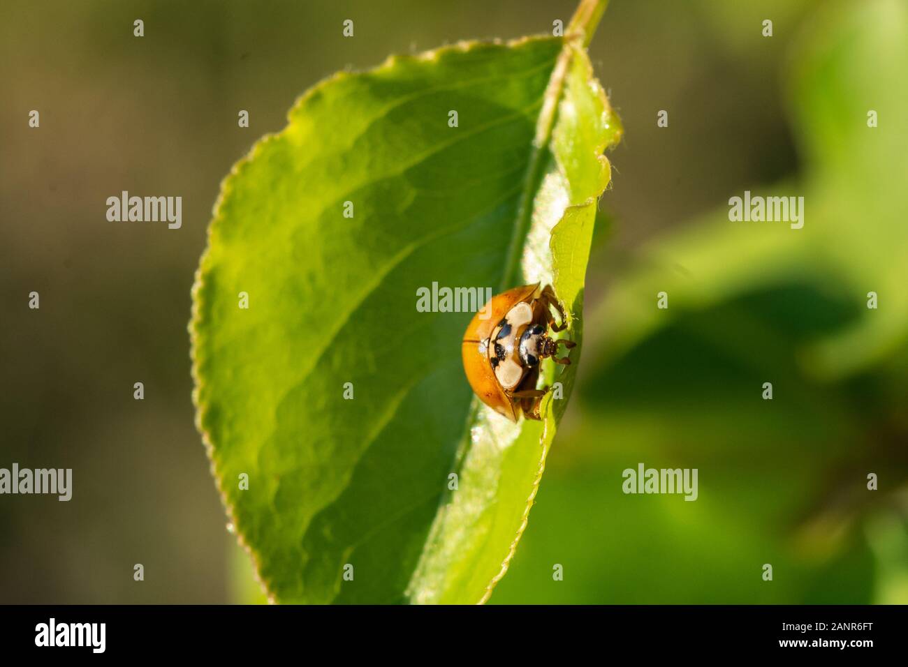 Leaf eating lady beetle hi-res stock photography and images - Alamy