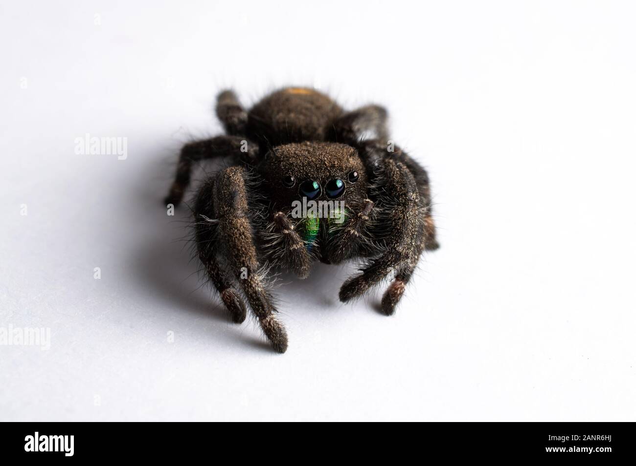 Jumping spider close up magnification hi-res stock photography and ...