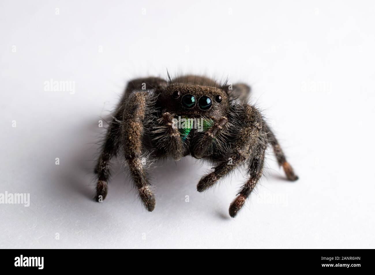 Close Up Photo of an isolated Jumping Spider Stock Photo - Alamy