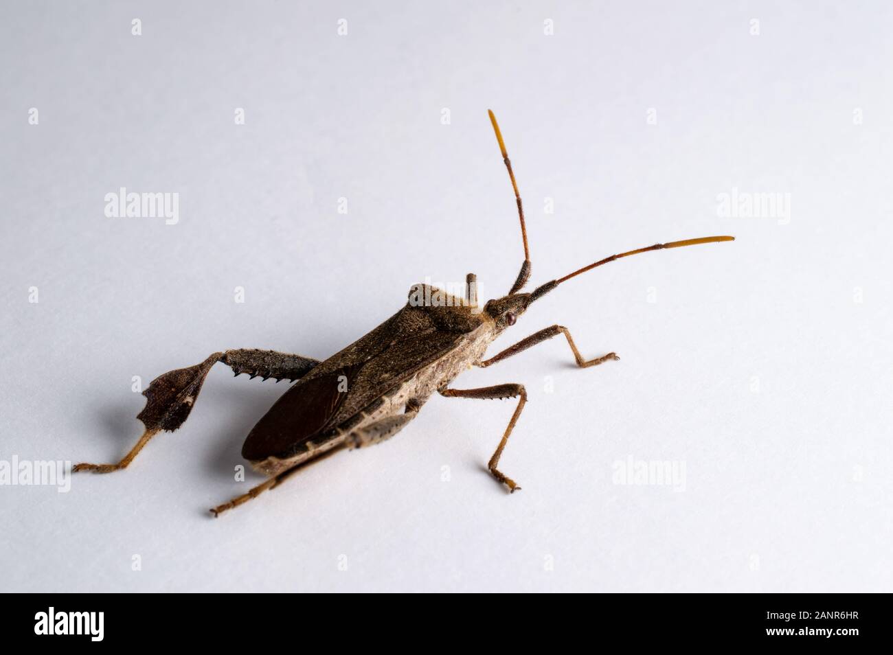 Narnia animal hi-res stock photography and images - Alamy