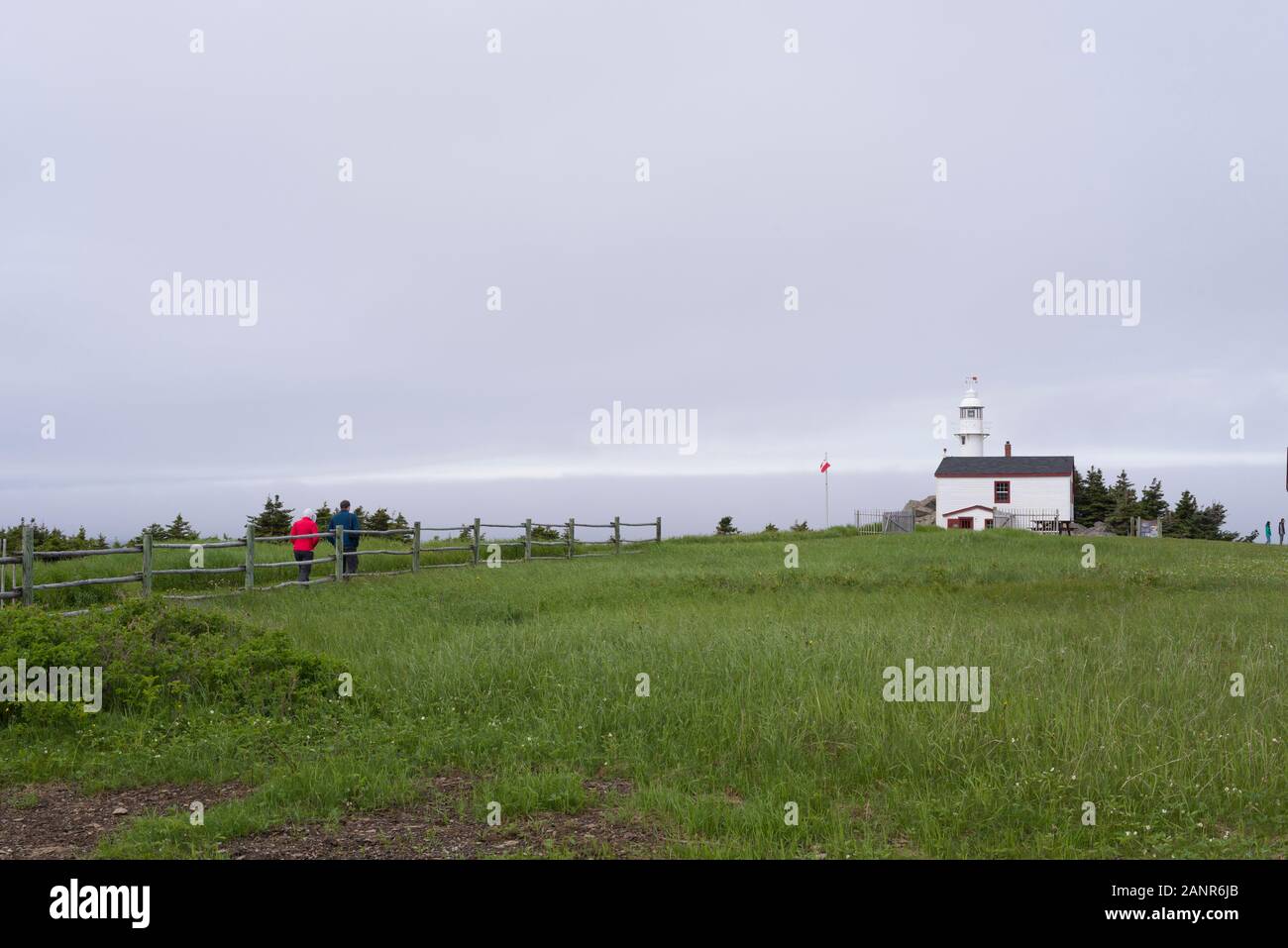 Newfoundland tuckamore tree hi-res stock photography and images - Alamy