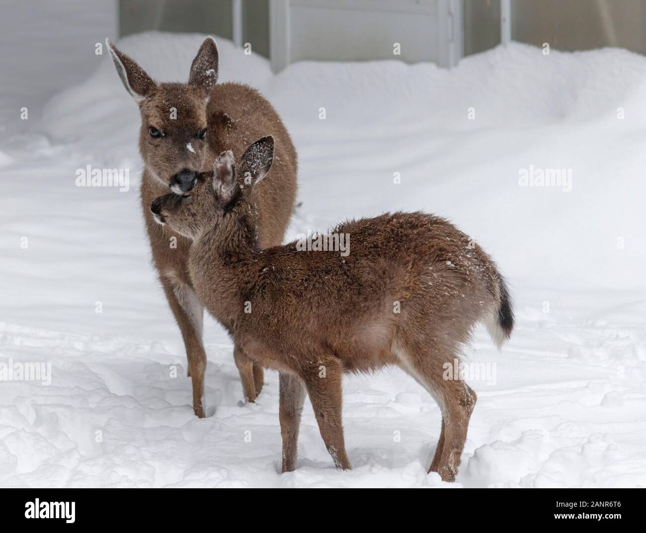 Standing in the snow, a doe tends her fawn, grooming the thick fur on ...