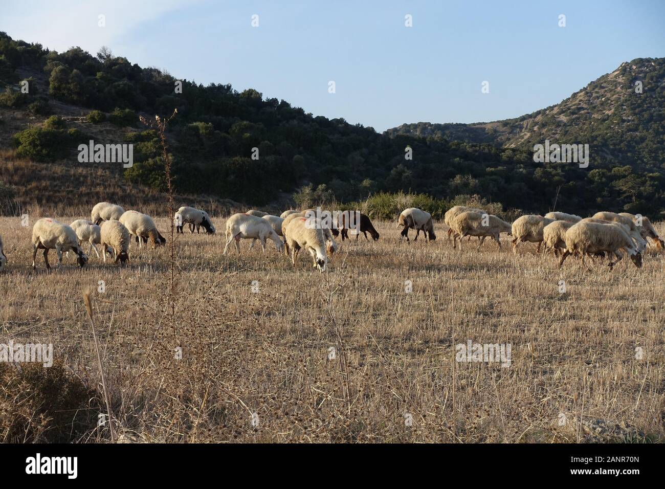 Sheep flock cyprus hi-res stock photography and images - Alamy