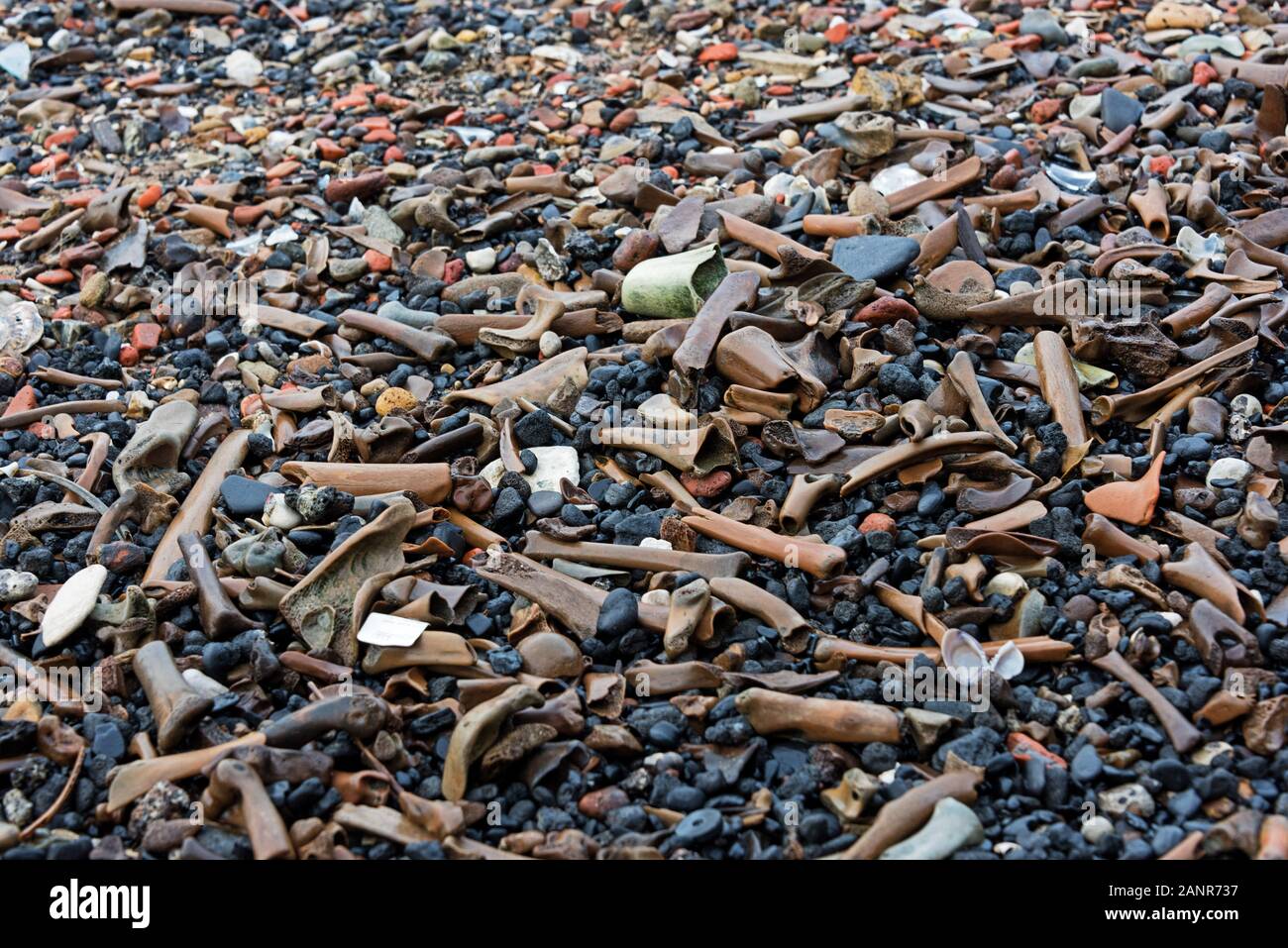 The tide line on the Thames foreshore is marked with old bones, chalk ...