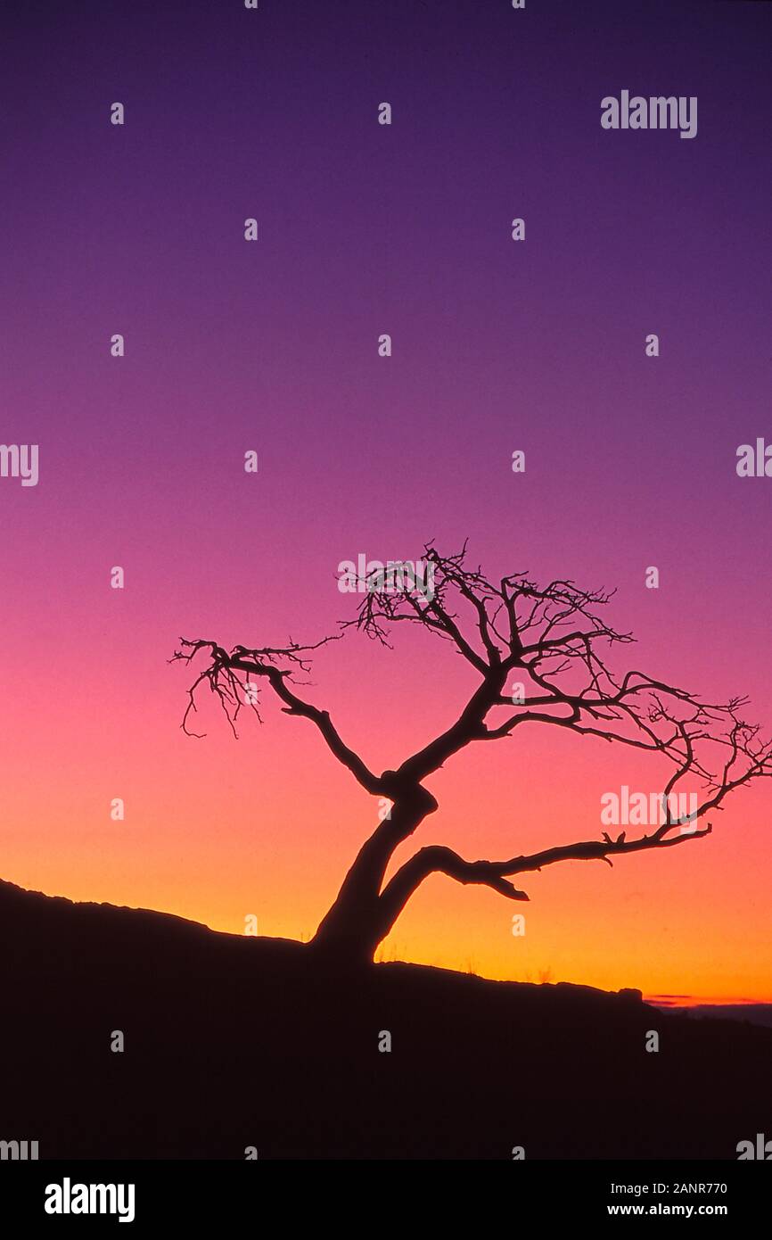 The Burmis Tree is a limber pine located in southwestern Alberta Canada ...