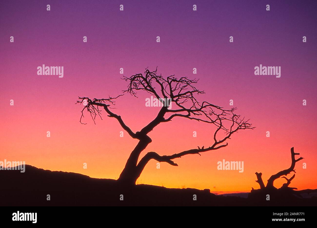 The Burmis Tree is a limber pine located in southwestern Alberta Canada ...