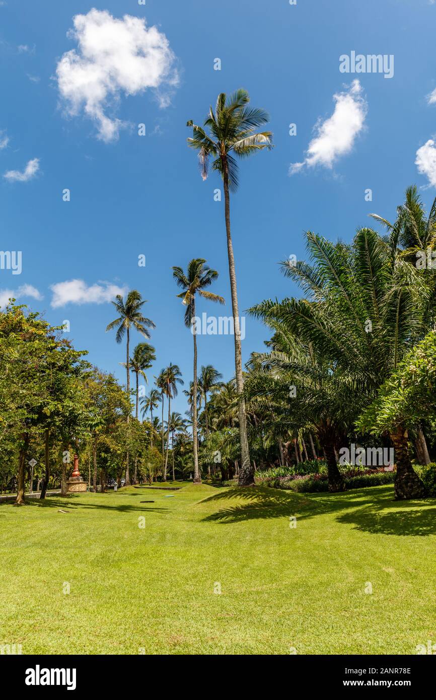 Palm trees at Nusa Dua area, Bali, Indonesia. Vertical image Stock ...