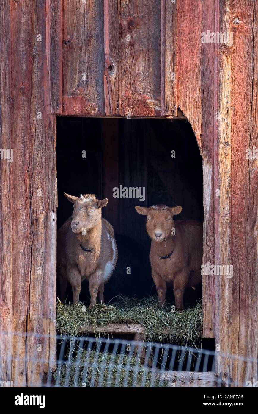 Goats in a barn, Wallowa County, Oregon Stock Photo - Alamy