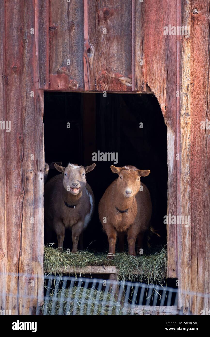 Barn shelter for animals hi-res stock photography and images - Alamy