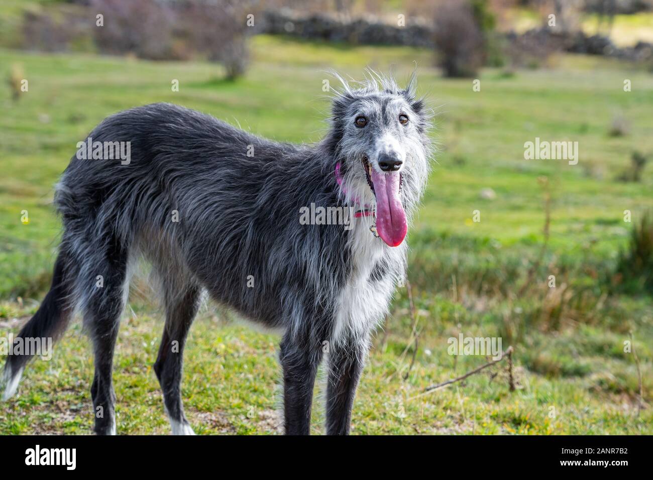 Black greyhound field hi-res stock photography and images - Alamy