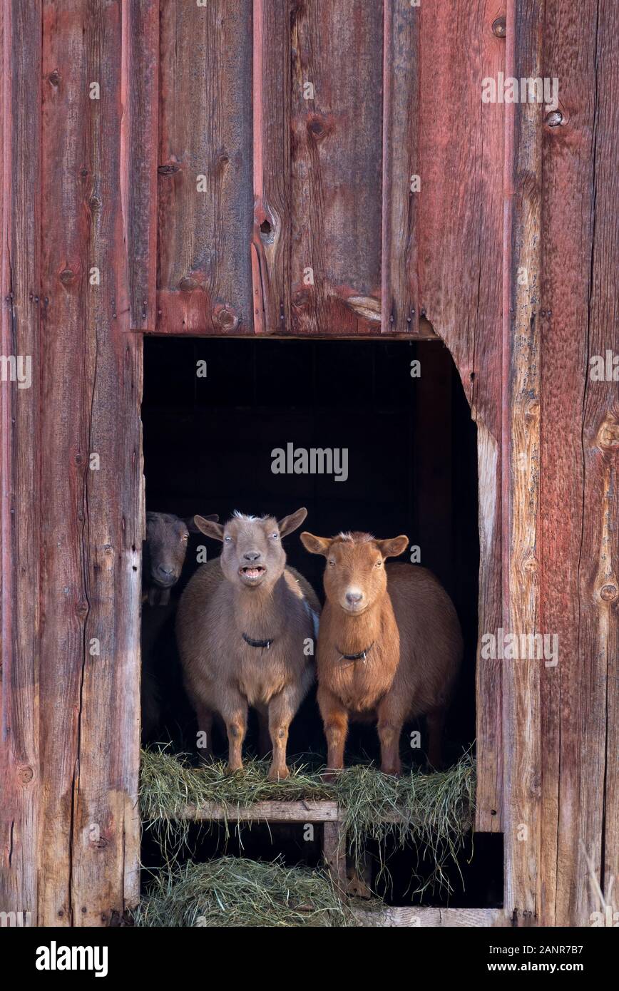 Barn goats hi-res stock photography and images - Alamy