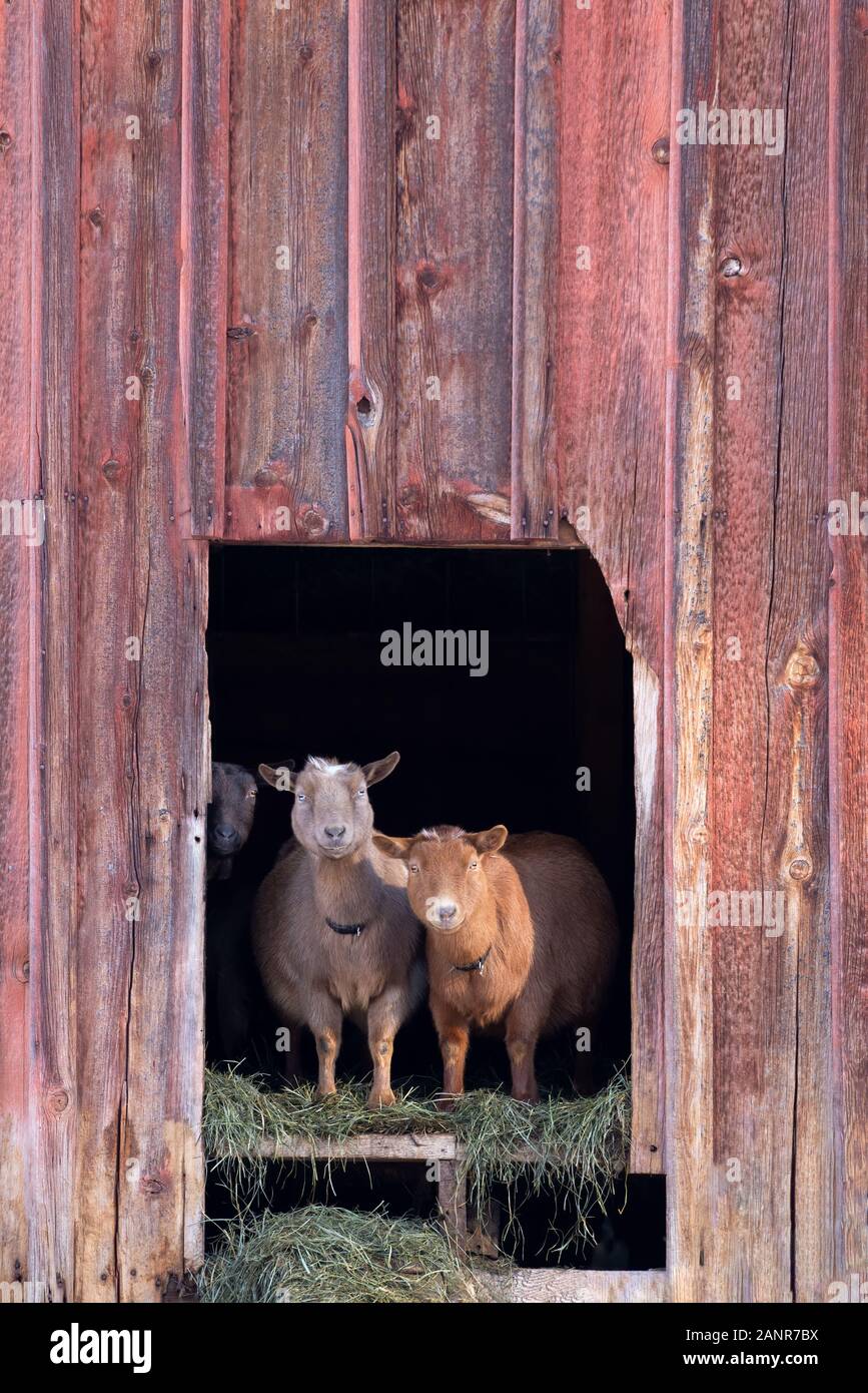 Barn shelter for animals hi-res stock photography and images - Alamy