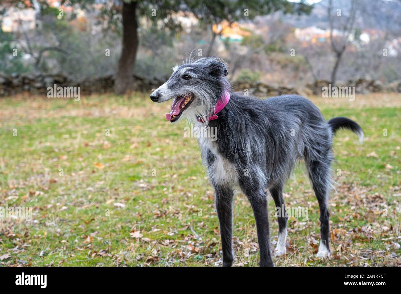 Black greyhound field hi-res stock photography and images - Alamy