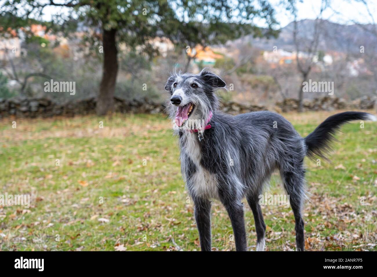 Black greyhound in the meadow in spring Stock Photo - Alamy