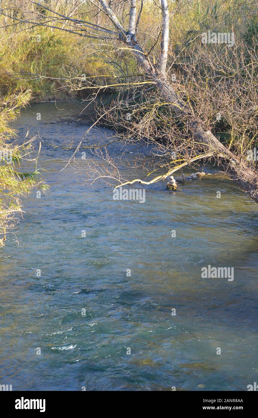 Lower course of the Turia river in winter, Turia natural park, Valencia ...