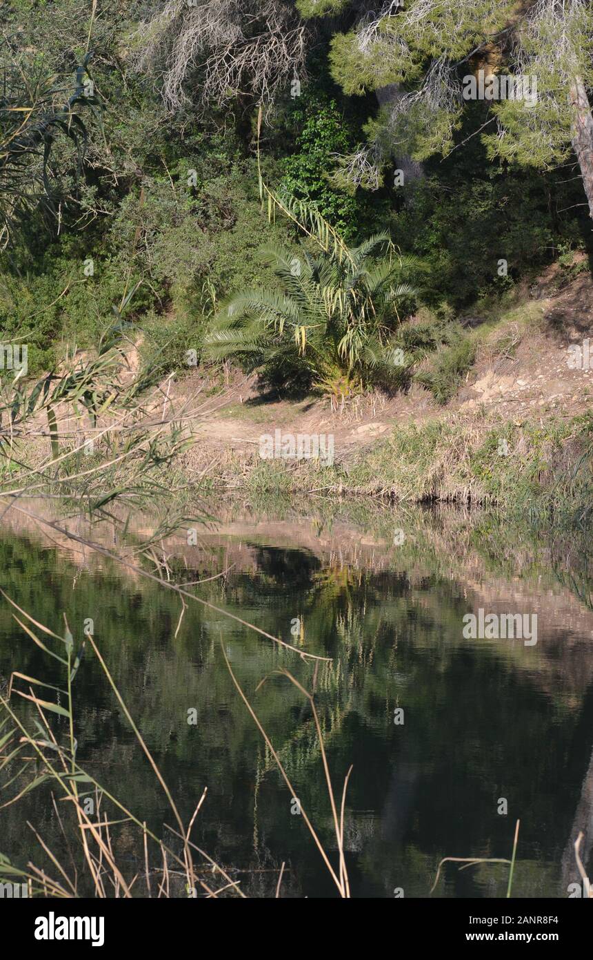 Lower course of the Turia river in winter, Turia natural park, Valencia ...