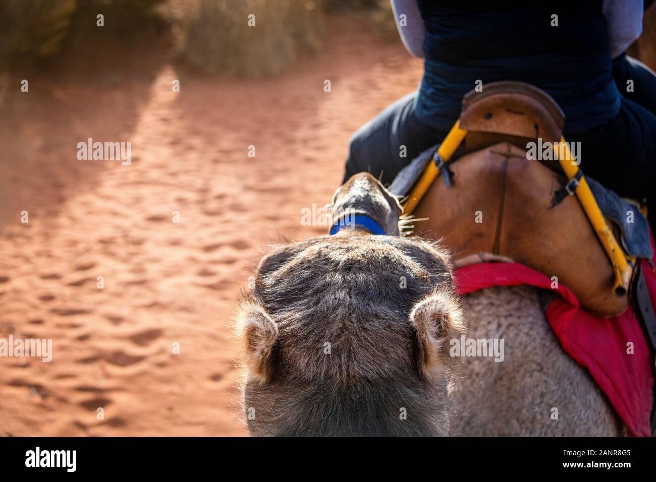 Uluru, Northern Territory, Australia - 20 Sep 19: Camel sunset tour ...