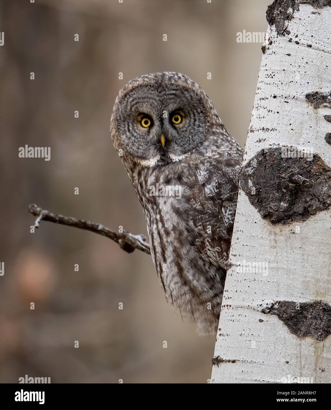 Canada eagle owl hi-res stock photography and images - Alamy