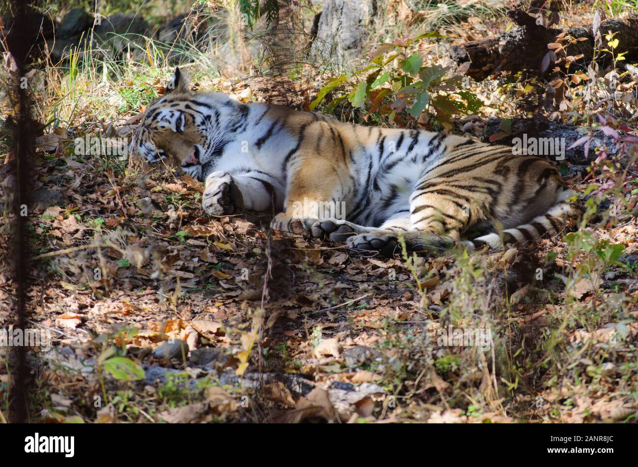 Tiger jungle hi-res stock photography and images - Alamy