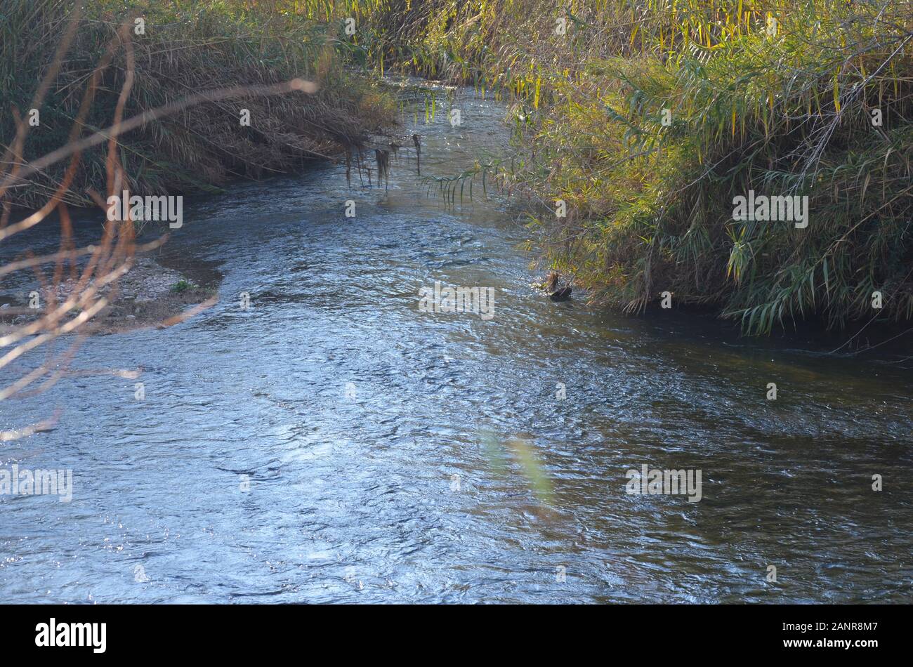 Lower course of the Turia river in winter, Turia natural park, Valencia ...