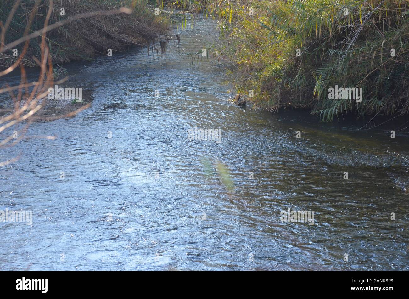 Lower course of the Turia river in winter, Turia natural park, Valencia ...