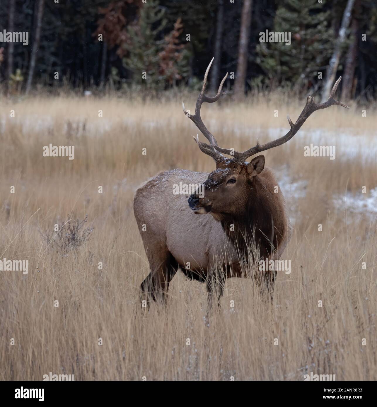 Elk in Banff Canada Stock Photo - Alamy