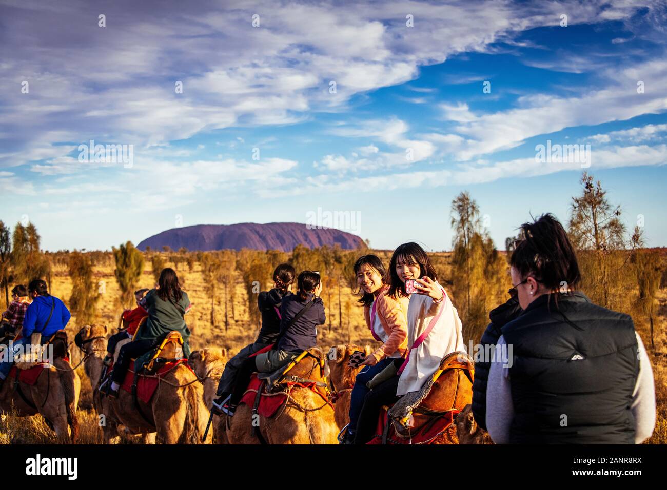 Tourists on a camel sunset tour with Uluru in the distance taking ...