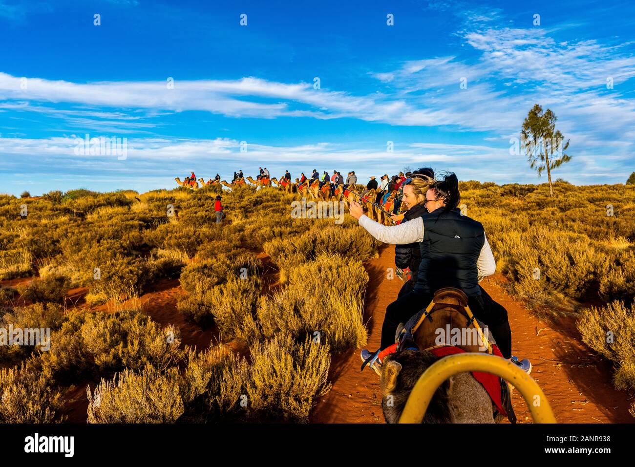 A camel sunset tour in the Australian outback. Uluru, Northern ...