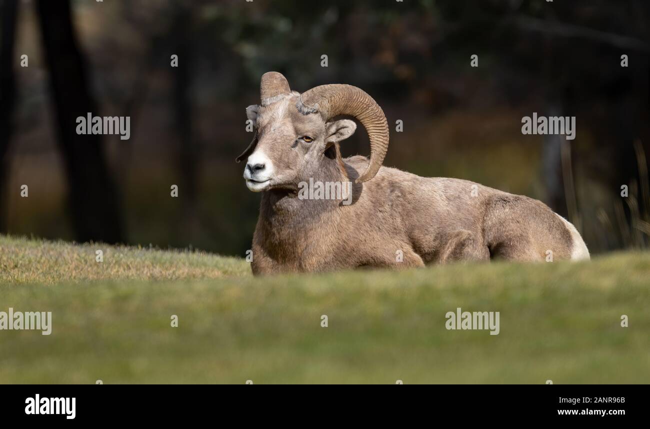 Bighorn sheep ram Stock Photo - Alamy