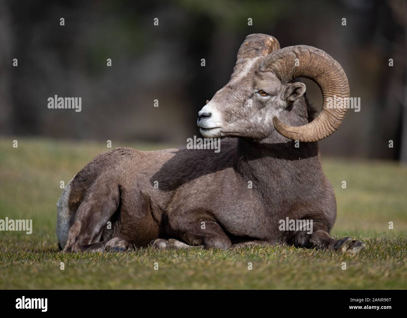 Bighorn sheep ram Stock Photo - Alamy