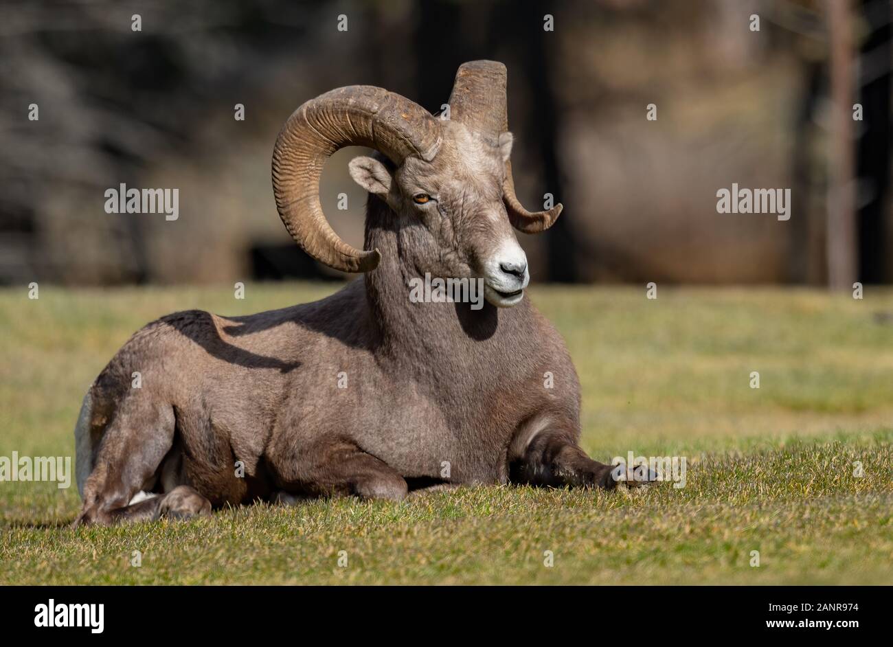Bighorn ram eating tree hi-res stock photography and images - Alamy