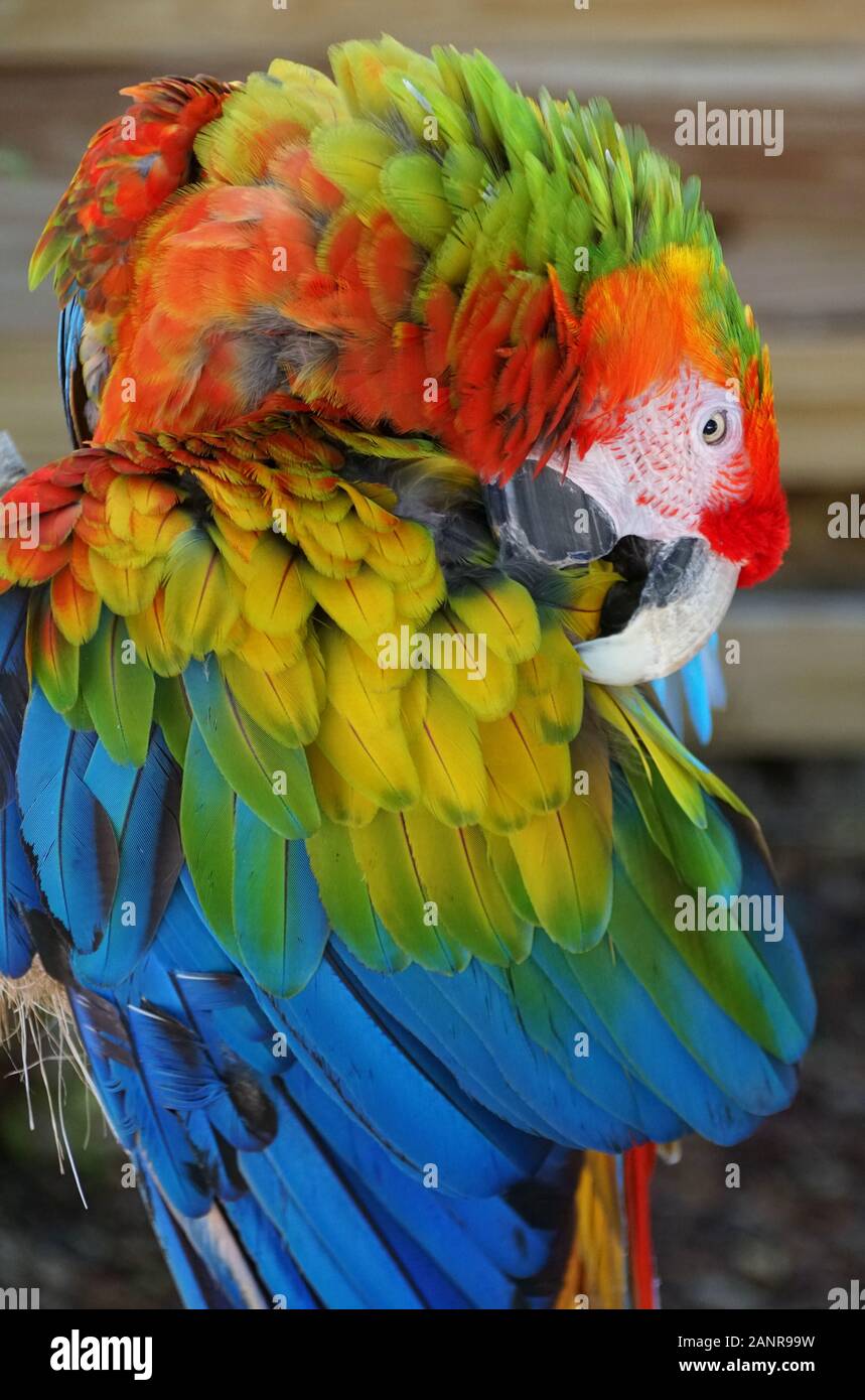Macaw macau hi-res stock photography and images - Alamy