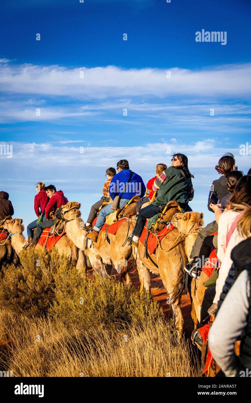A camel sunset tour in the Australian outback. Uluru, Northern ...