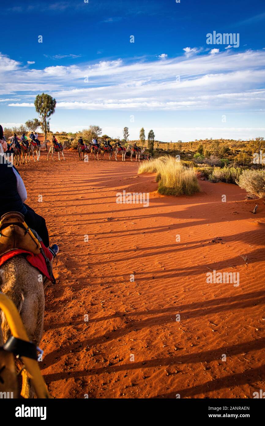 A silhouette of a camel sunset tour in the Australian outback. Uluru ...