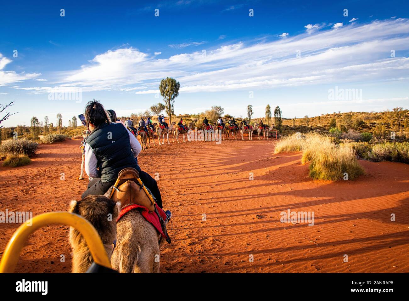 A silhouette of a camel sunset tour in the Australian outback. Uluru ...