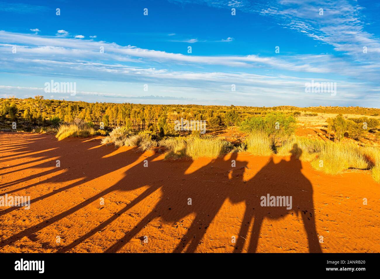 A silhouette of a camel sunset tour in the Australian outback. Uluru ...