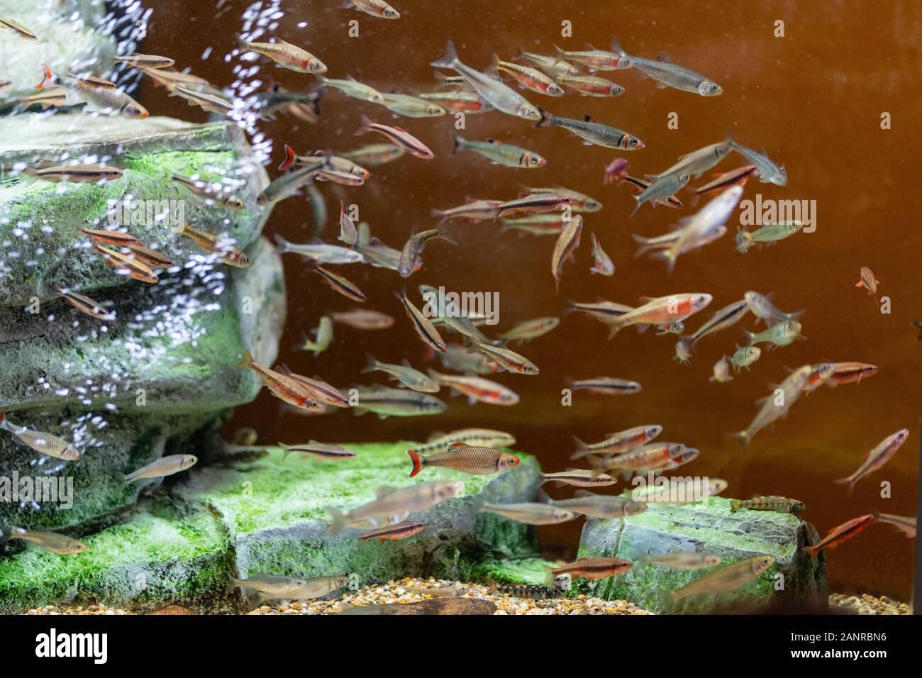 Charleston, South Carolina -September 27, 2019. Fish schooling in an ...