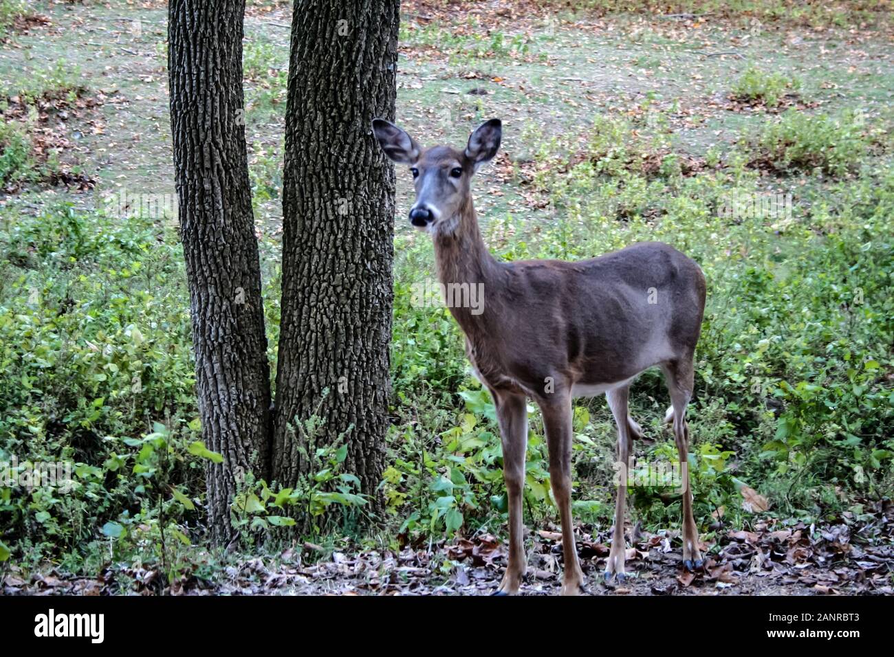 Whitetail Deer Doe Looking Back High Resolution Stock Photography and ...