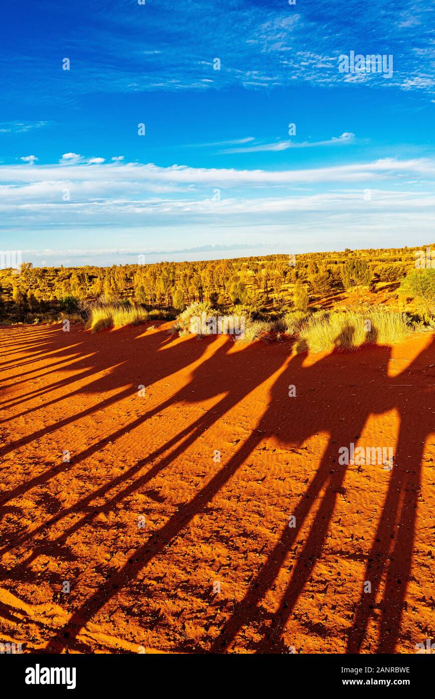Camel sunset tour near Uluru creates dramatic shadows on the red earth ...