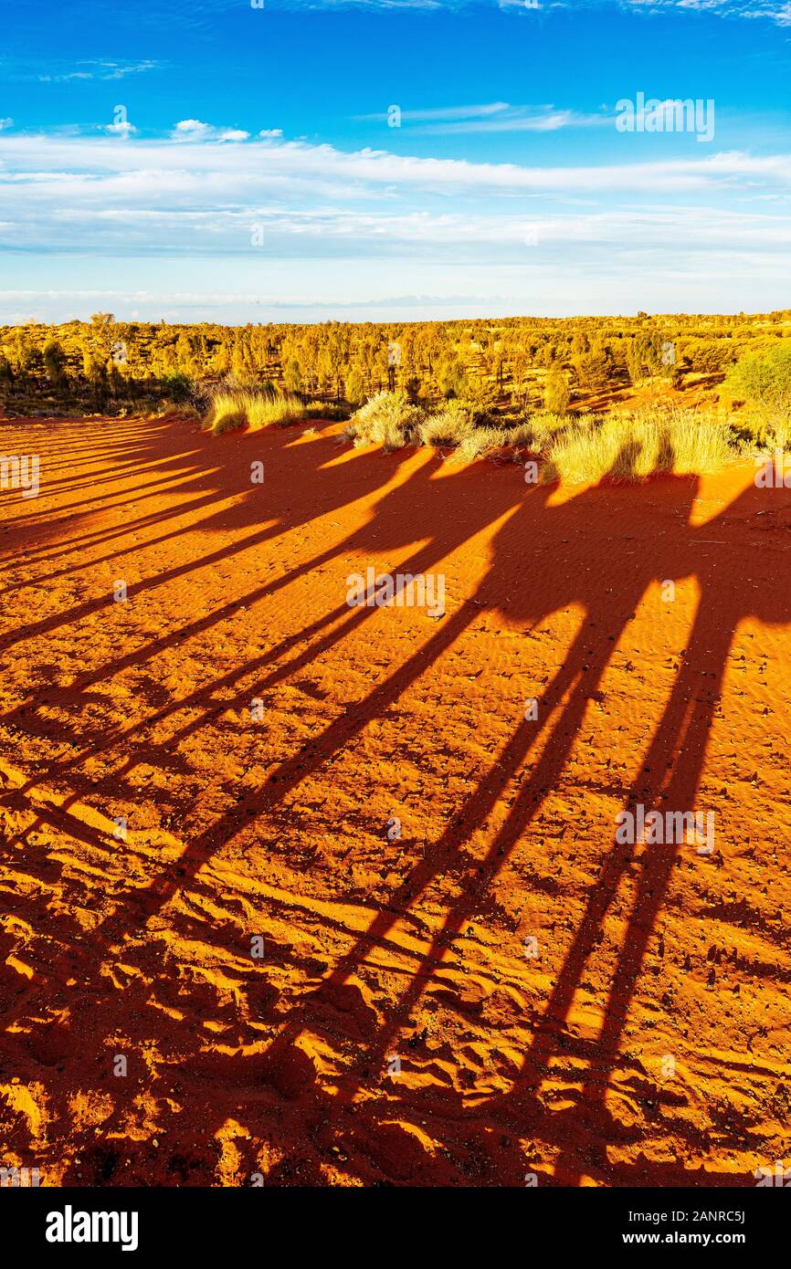 Camel sunset tour near Uluru creates dramatic shadows on the red earth ...