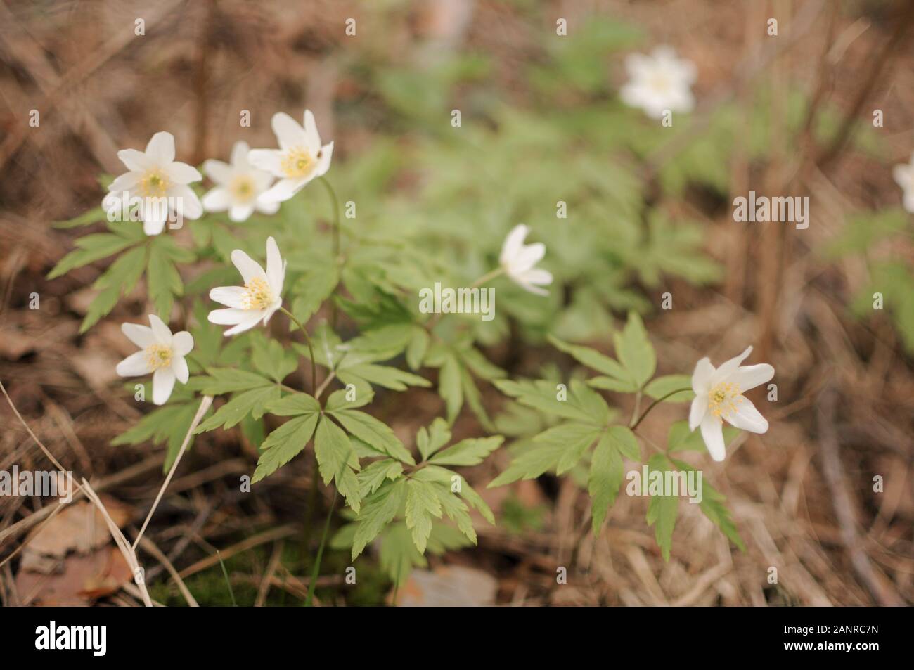 Adonis Flowers High Resolution Stock Photography and Images - Alamy