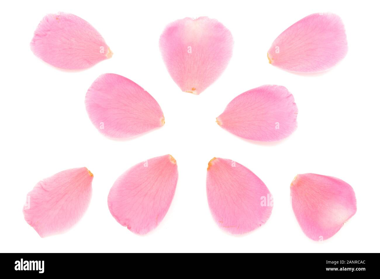 sprig pink flower petals abstract or natural plant and pure white ...