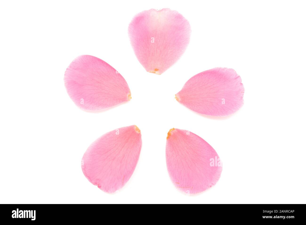 sprig pink flower petals abstract or natural plant and pure white ...