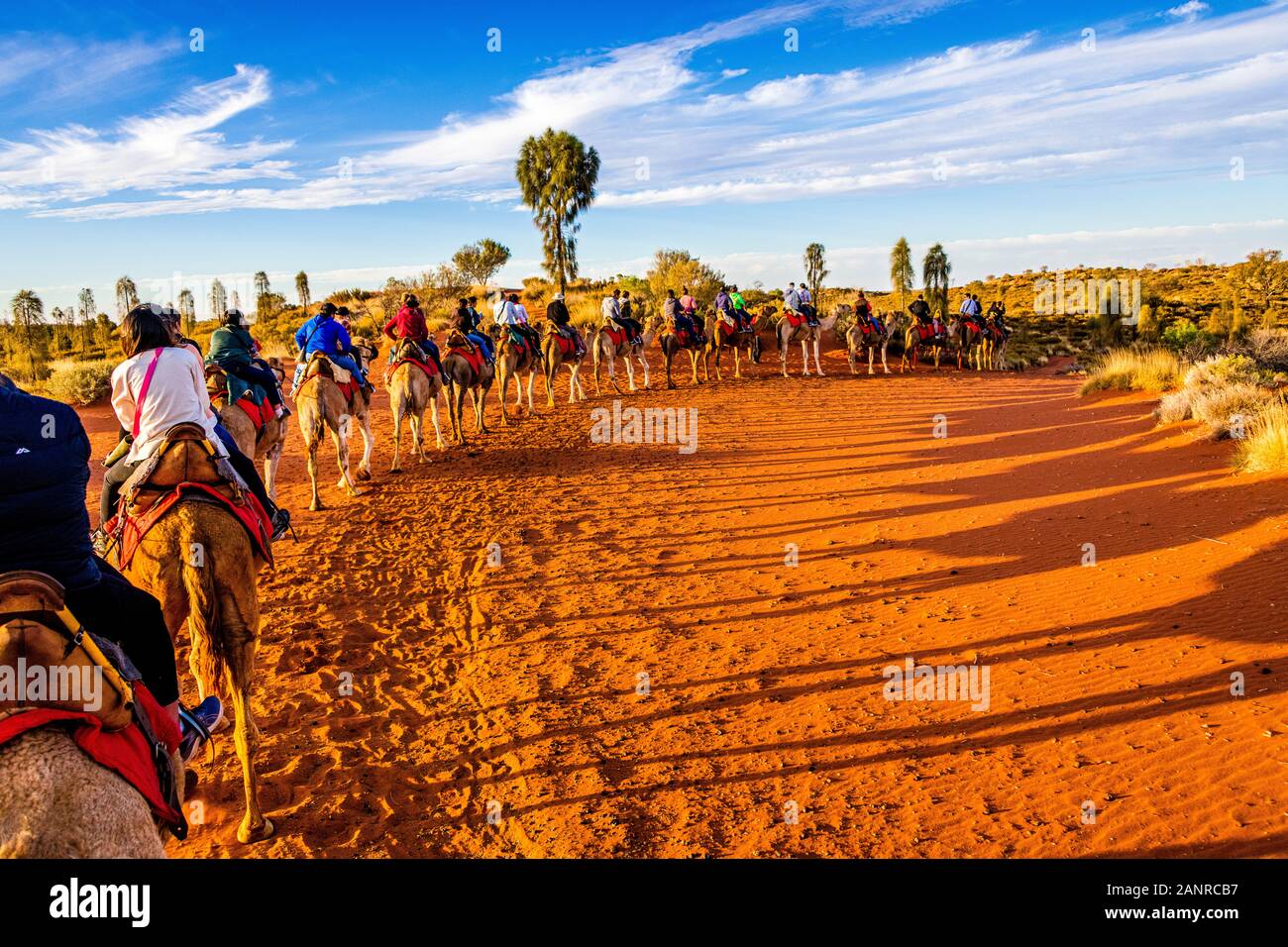 Camel sunset tour near Uluru creates dramatic shadows on the red earth ...
