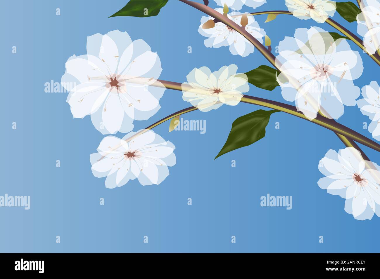 Cherry tree blossom blue Stock Vector Images - Alamy