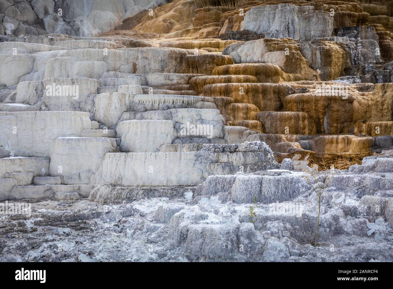 Terraces of Mammoth hot spring in two tones colors, white and brown ...